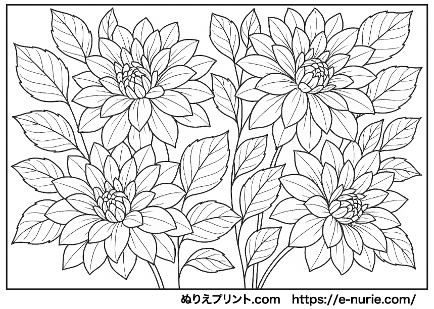 ぬりえプリント【ダリア】 | ぬりえプリント.com｜無料塗り絵プリント